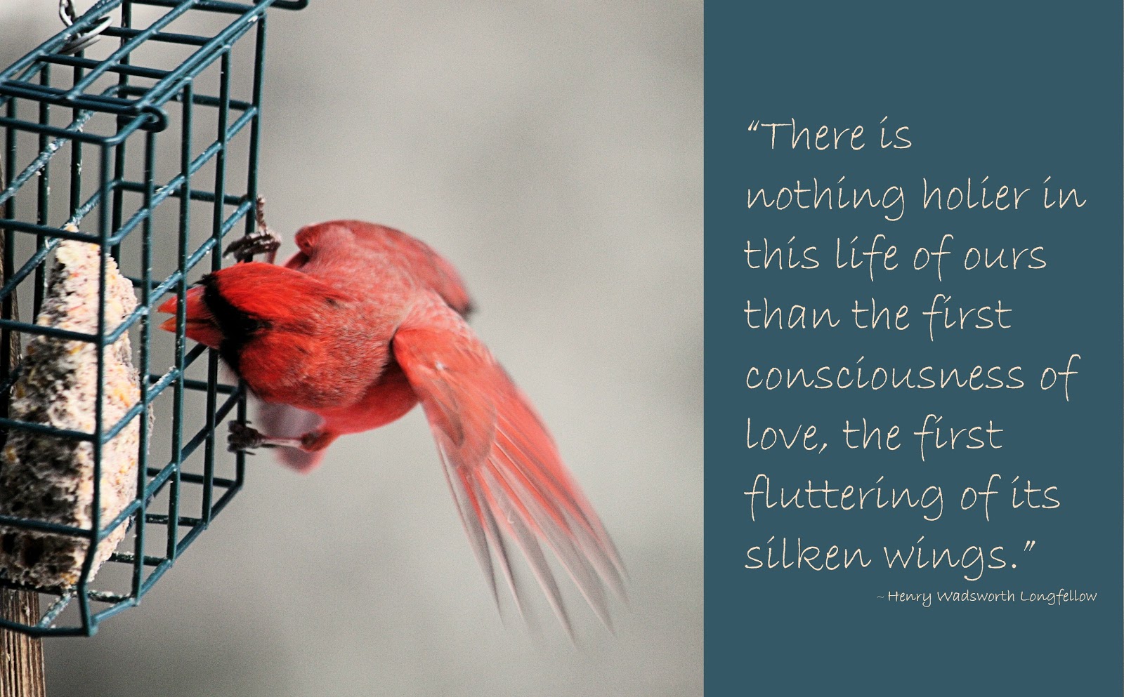 Cardinal Bird Quotes And Sayings. QuotesGram