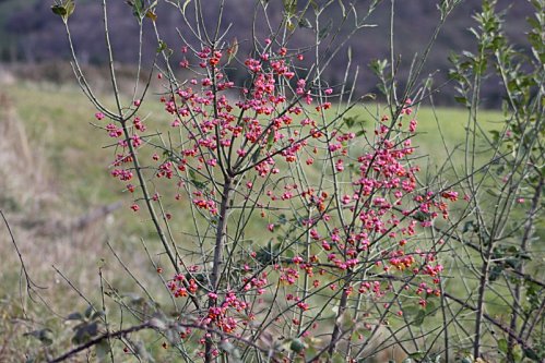 Le Douaire. Île de Vivre.: Tout savoir sur le Fusain d'Europe, bonnet d ...