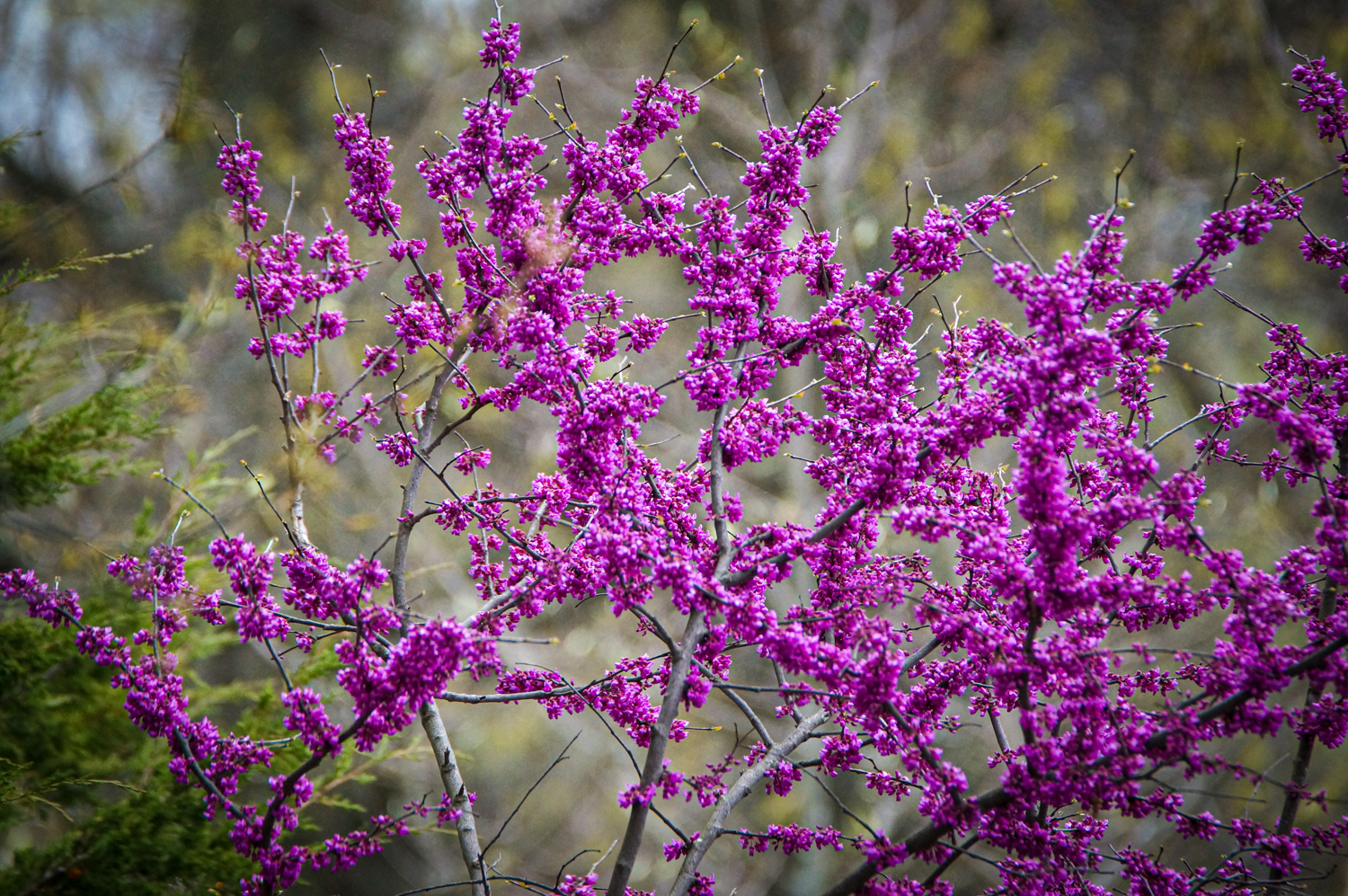 Spring in Full Bloom