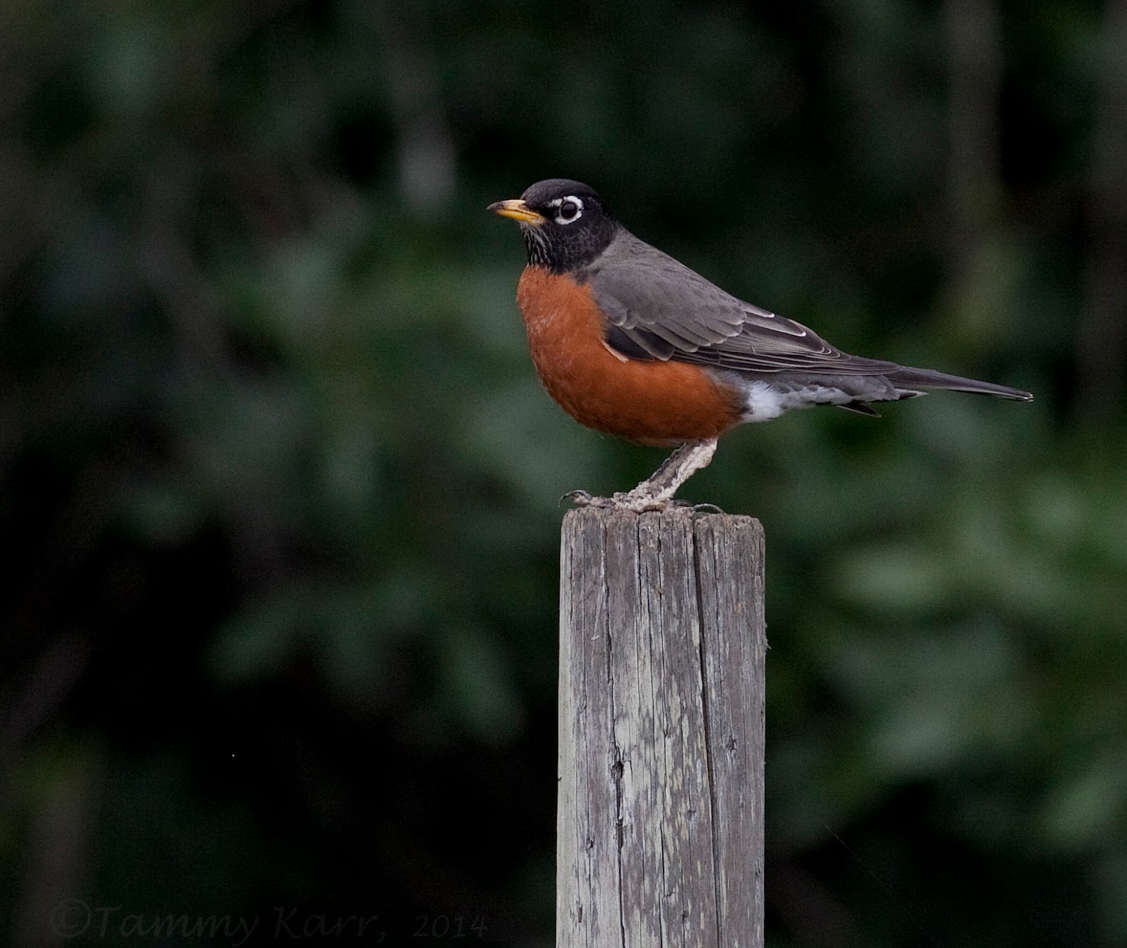 i heart florida birds