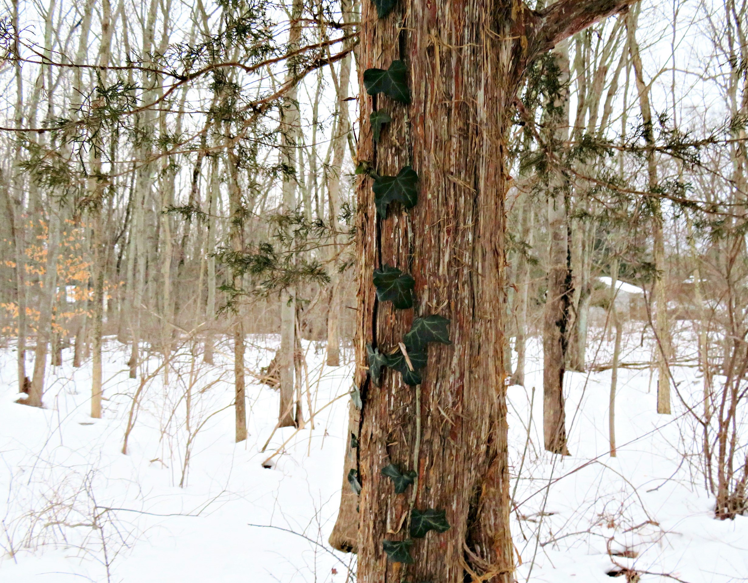 Molly the Airedale: Nature Friday