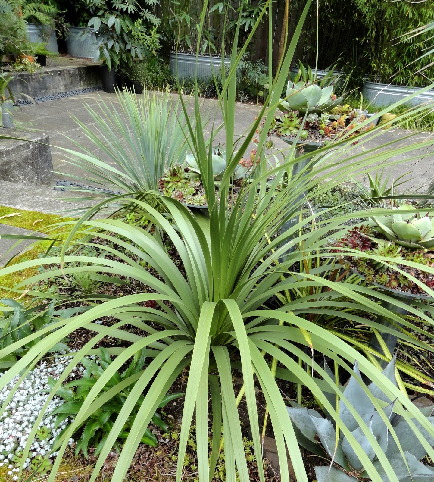 danger garden: End of the month/April Favorites...