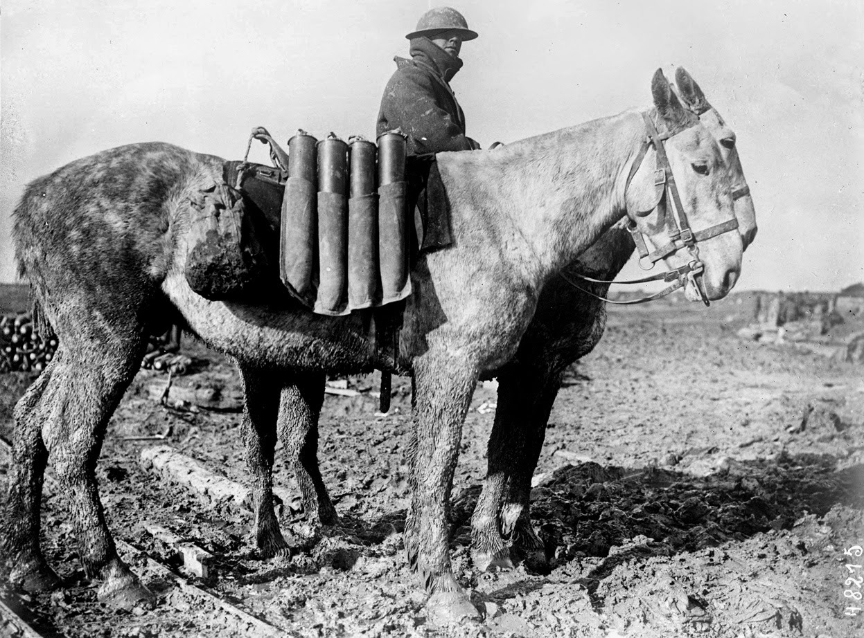Black and White Pictures of Animals in World War I ~ Vintage Everyday