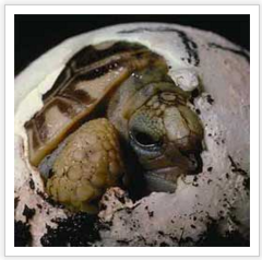 Tradutora de Espanhol: Tradução e precisão vocabular