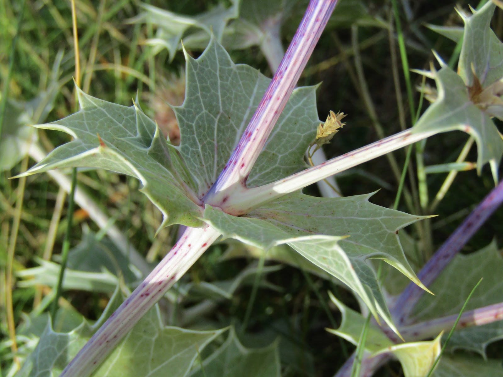 HERBAL PICNIC: SEA HOLLY