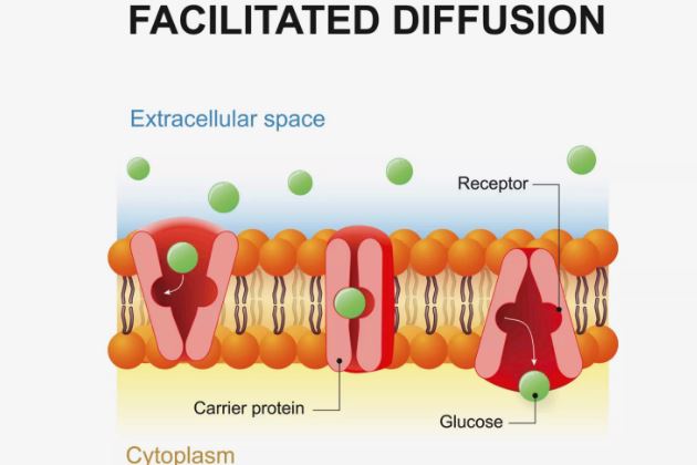 Pengertian Difusi dan Osmosis - Sekolah007