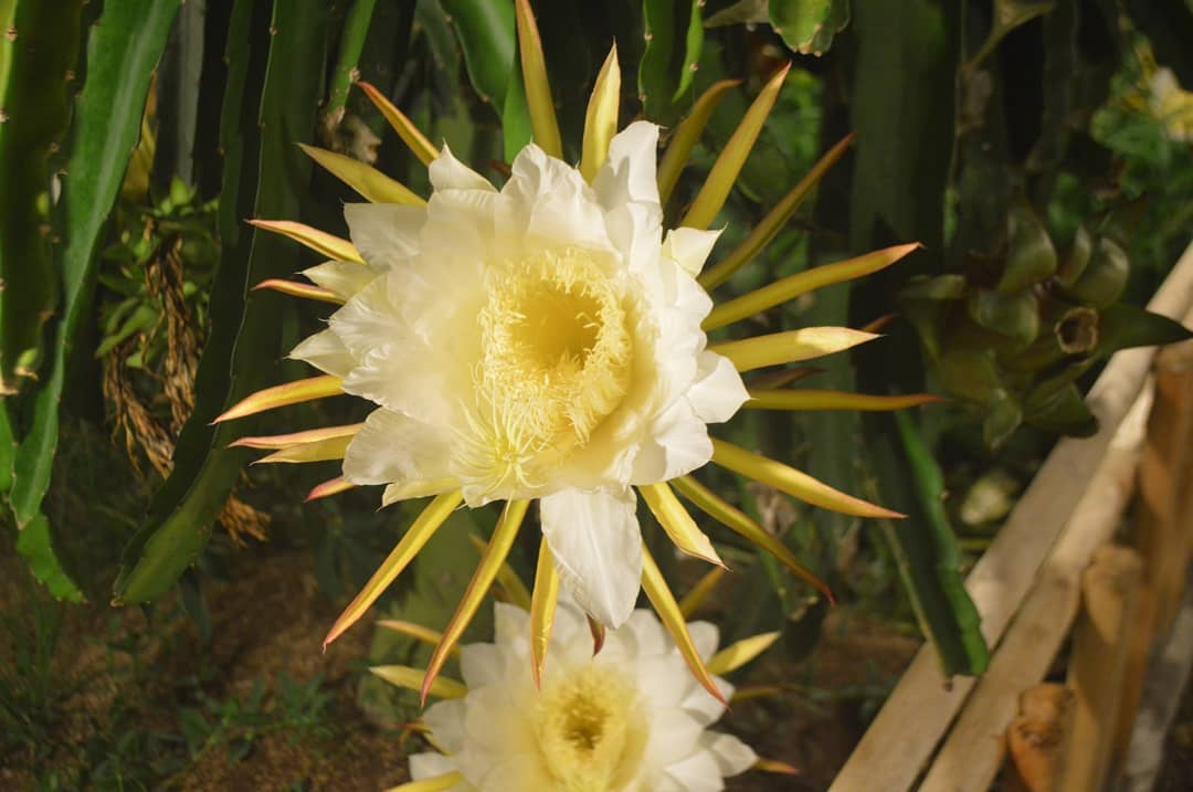 AGROWISATA ASTAGA DRAGON, PENGUNJUNG BISA PETIK BUAH NAGA LANGSUNG DARI ...