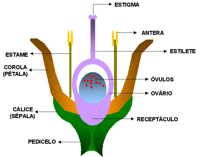 Biologia, estudar para conhecer a vida!!!: Anatomia da flor