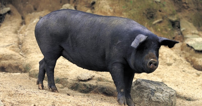 Nature: Observations and Meanings: PIG ! HOG FAMILY: Enjoying Yourself