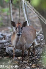 Mamíferos y marsupiales mammals of the earth: Duiker de Ader ...
