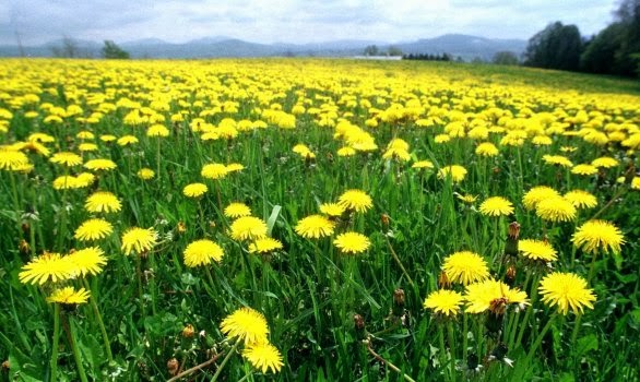 Dealova: Filosofi Bunga Dandelion