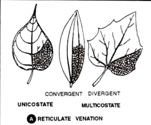Botanica: MORPHOLOGY OF LEAF