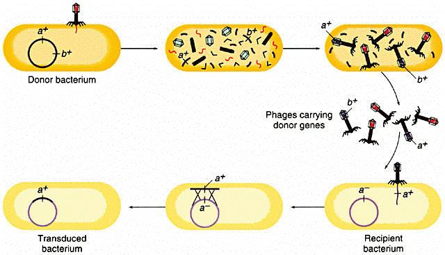 Straining Forward: AP bio: Bacterial Transformation and Transduction