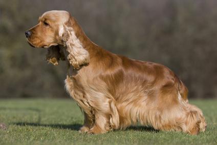 mascotapetit: Perro Cocker spaniel inglés