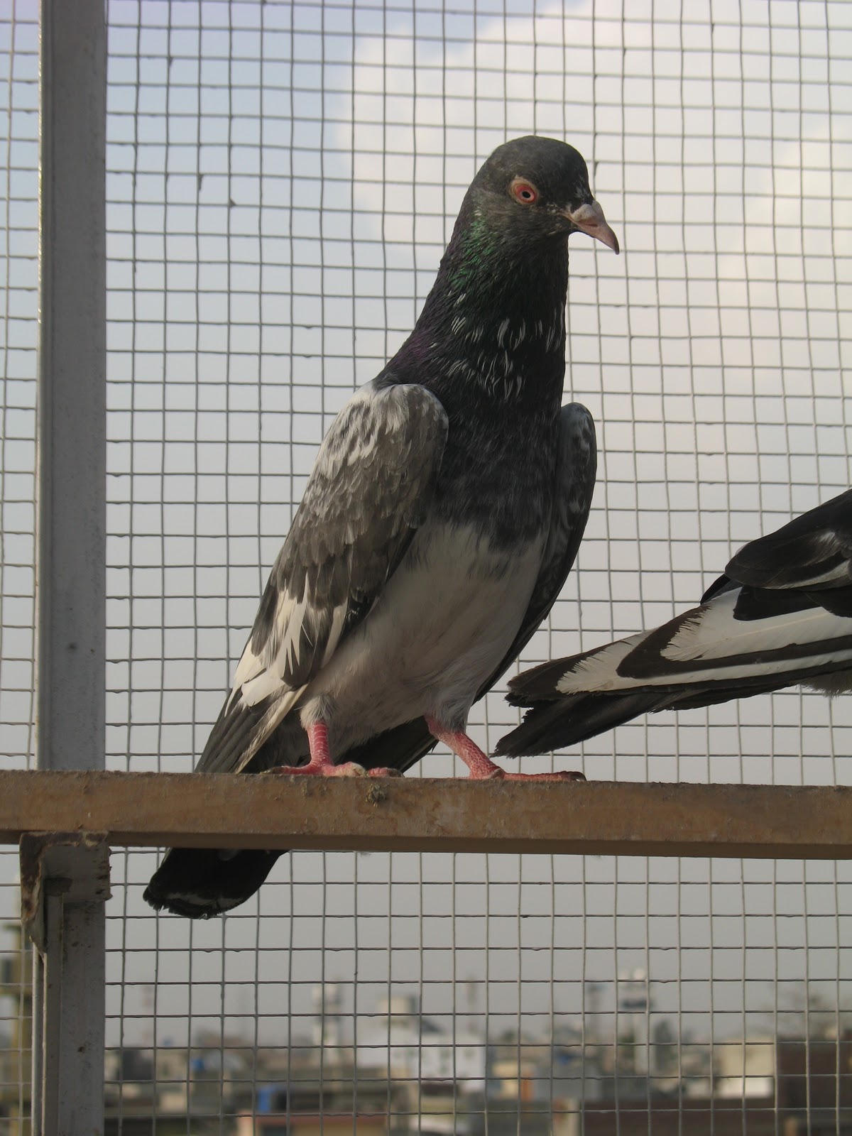 Pakistani Tipplers (Kabootar Baaz) | UK & USA Pigeons | Fancy Pigeons ...
