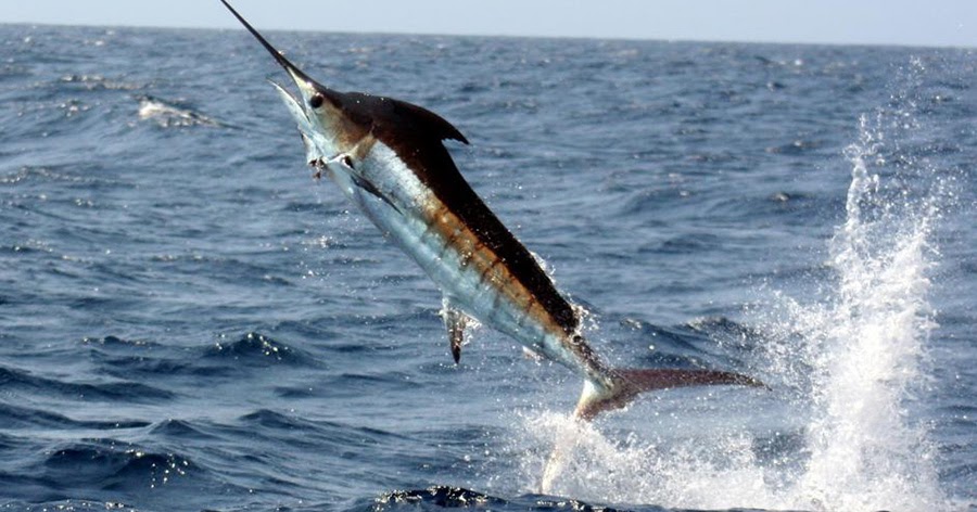 Blue Marlin Environment and Diet