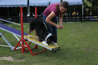 Tips, Tricks, and Training: Using The Tip Assist To Improve Teeter ...