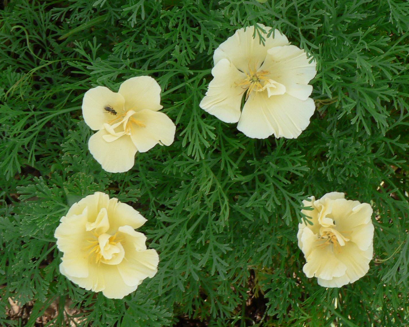 Visit My Garden: Annual Poppies