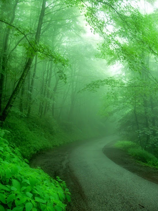 Foggy Road, Gatlinburg, TN | World's Snaps