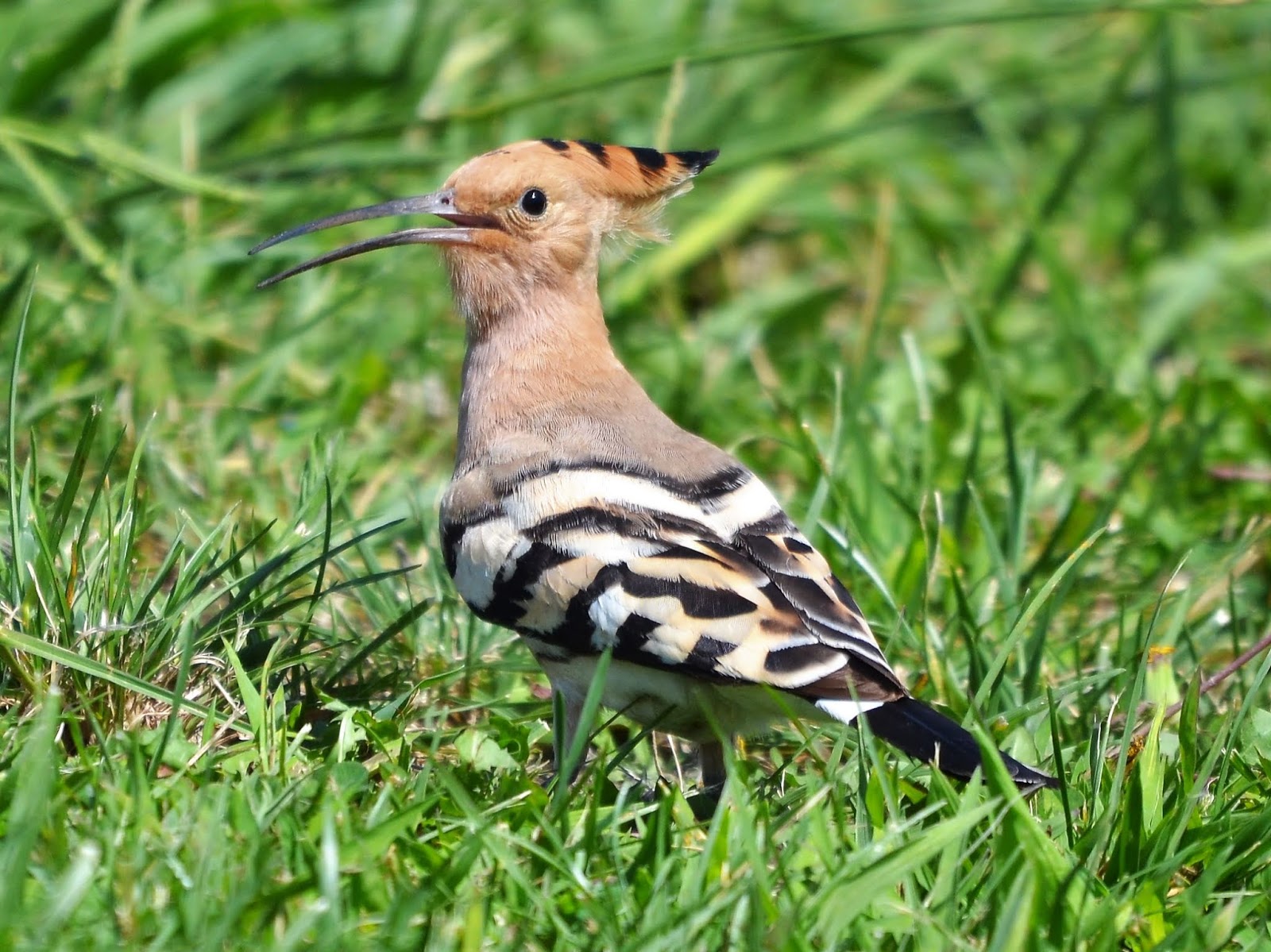 Imagens da vida animal: Poupa (Upupa epops)