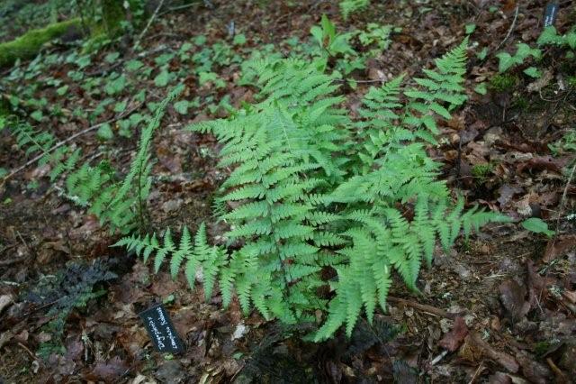 varens in bos en tuin: Dryopteris x complexa "Robust". zone 4