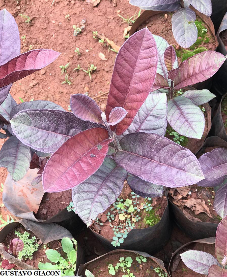 Viveiro Ciprest - Plantas Nativas e Exóticas: Goiaba Roxa de Folhas ...