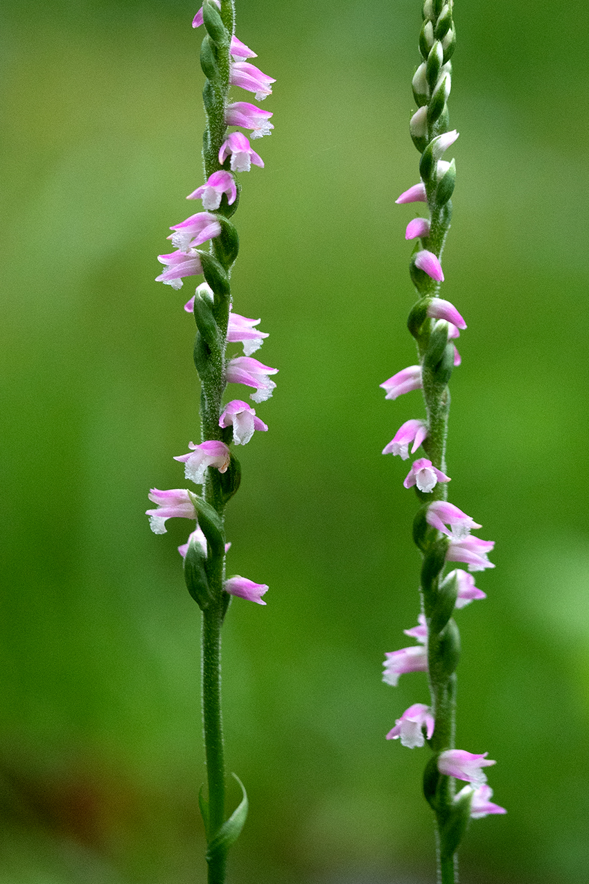 野の花百景: ネジバナ（Nejibana）