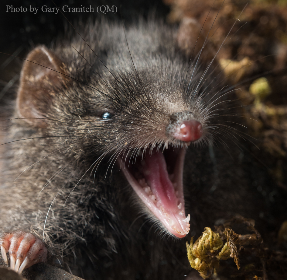 Murder is Everywhere: The Dusky Antechinus