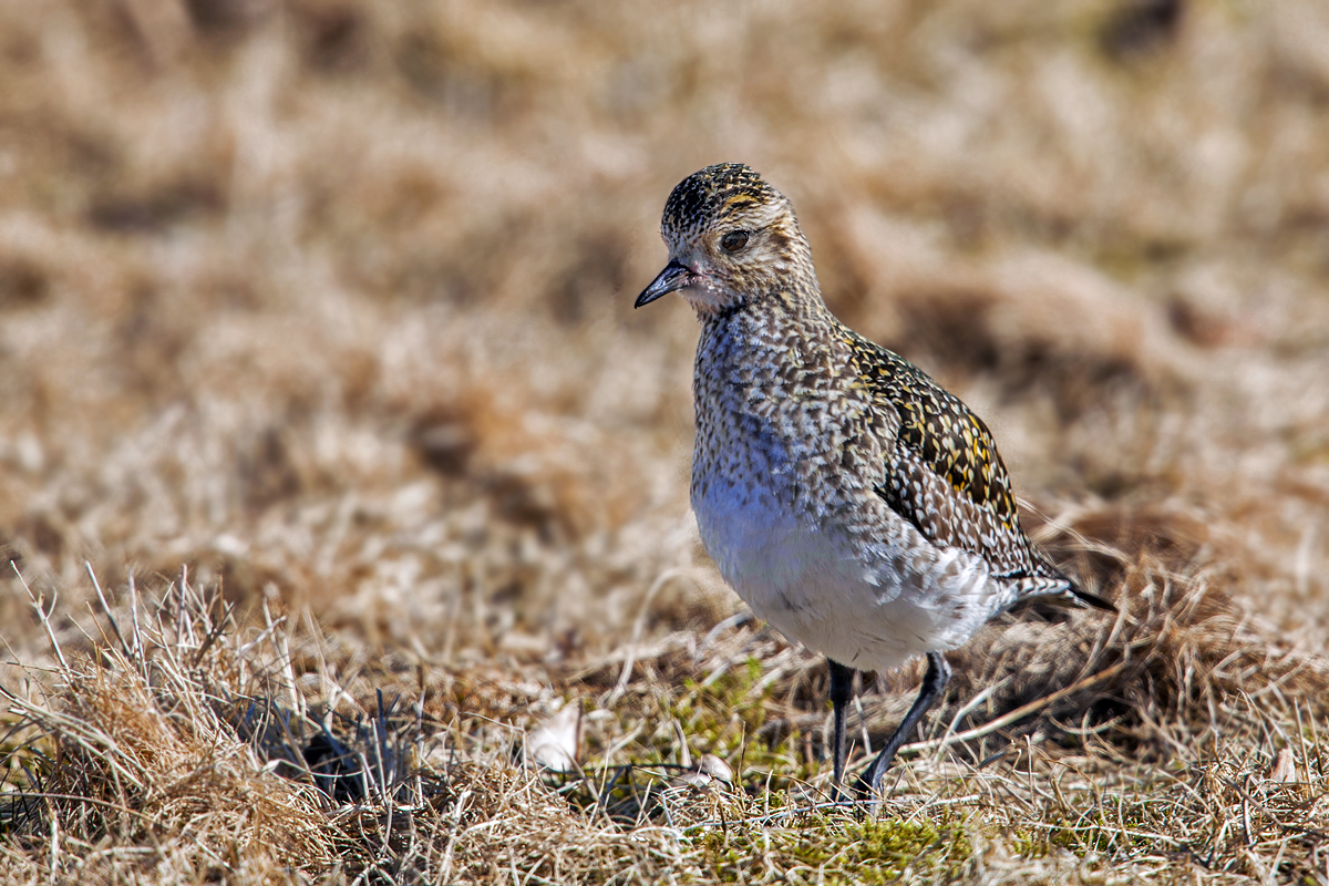 Ottar`s fotoblogg, fugler dyr og natur: Heilo (Pluvialis apricaria ...