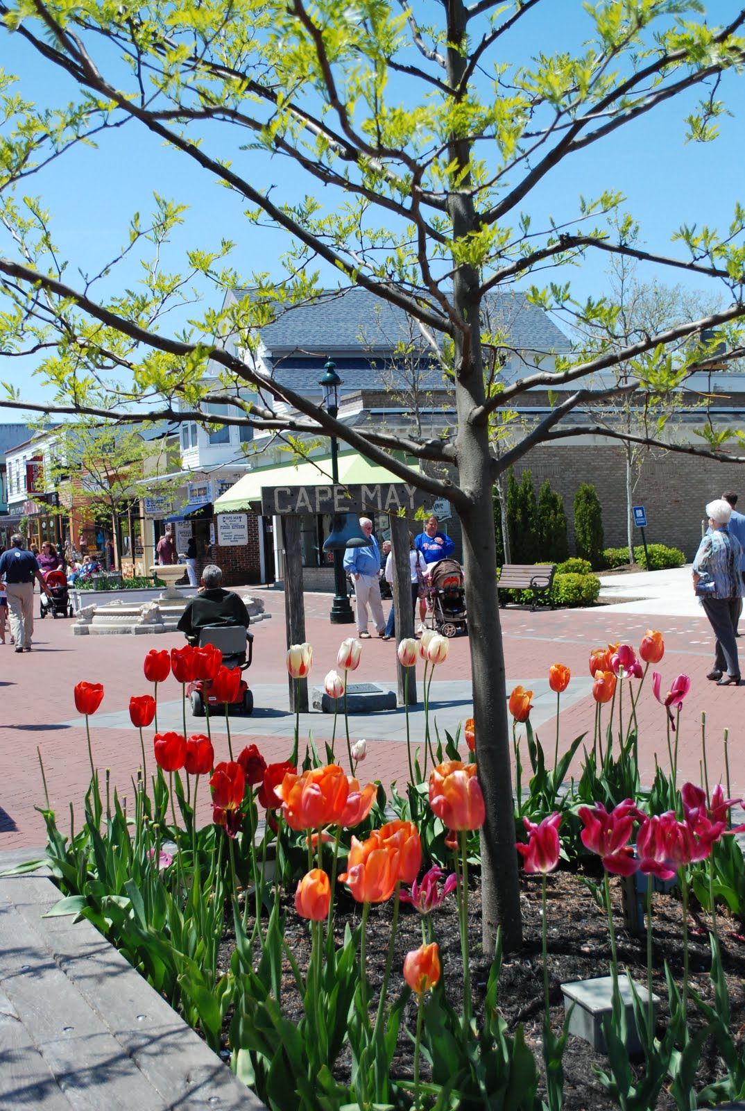 Margaret Montet: Signs of Spring in Cape May, New Jersey