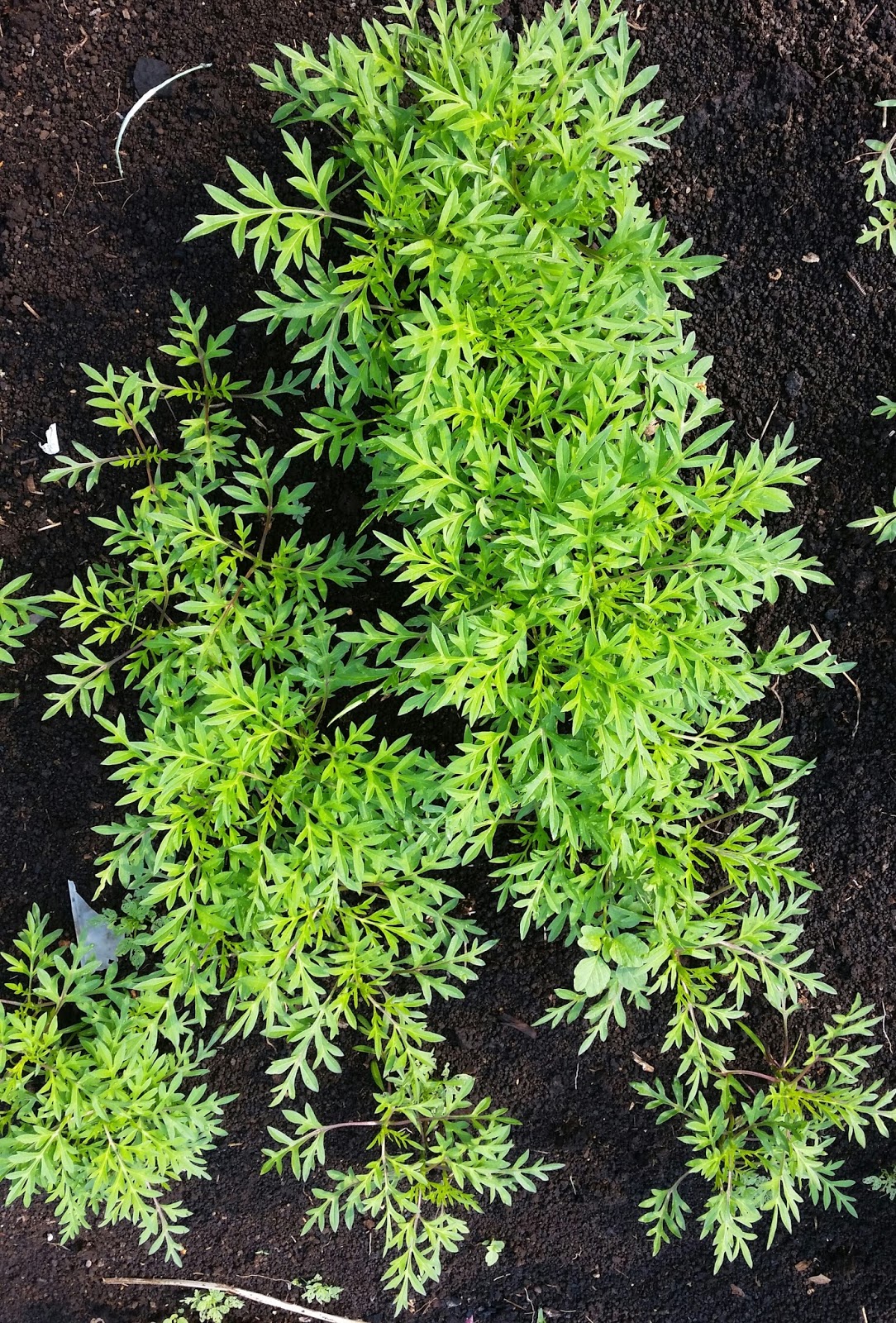 Warisan Petani: Pokok Ulam Raja