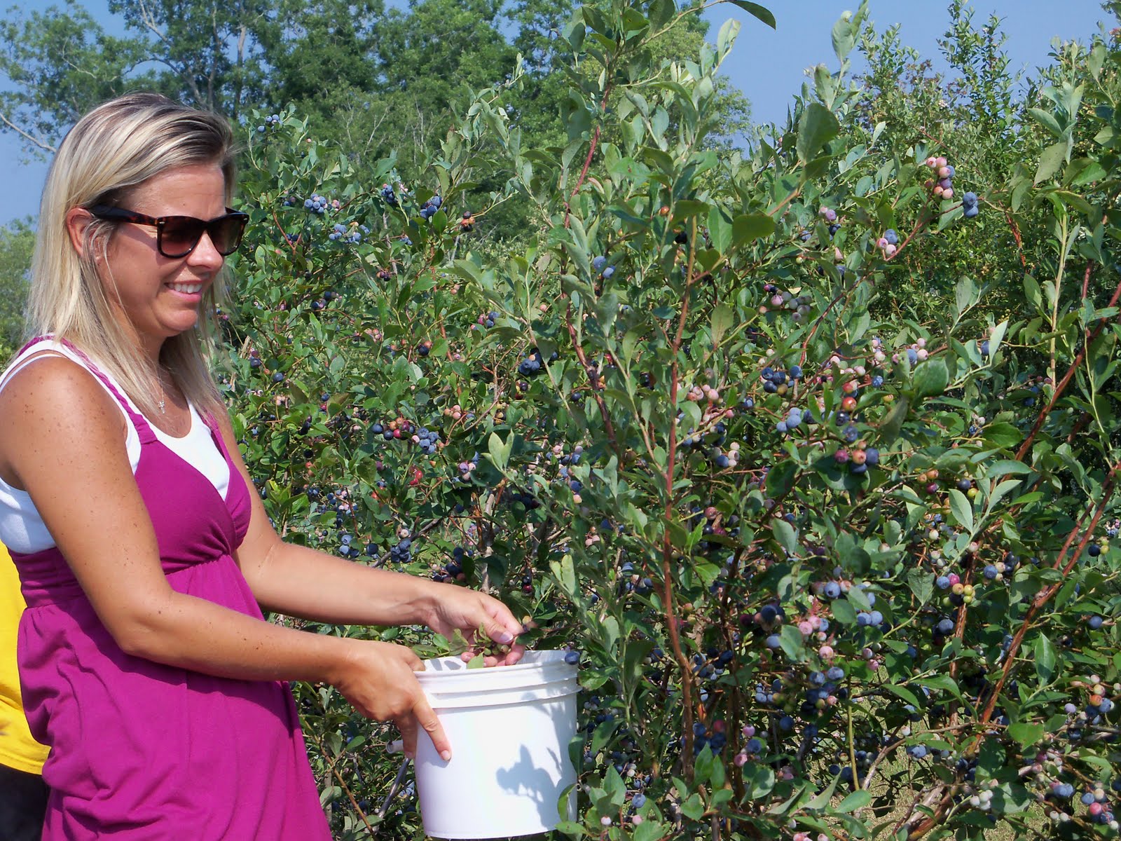 365 Days: Day 39: Take the kids to a blueberry farm to pick blueberries