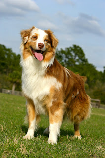 Dynamite Specialty Products: Products