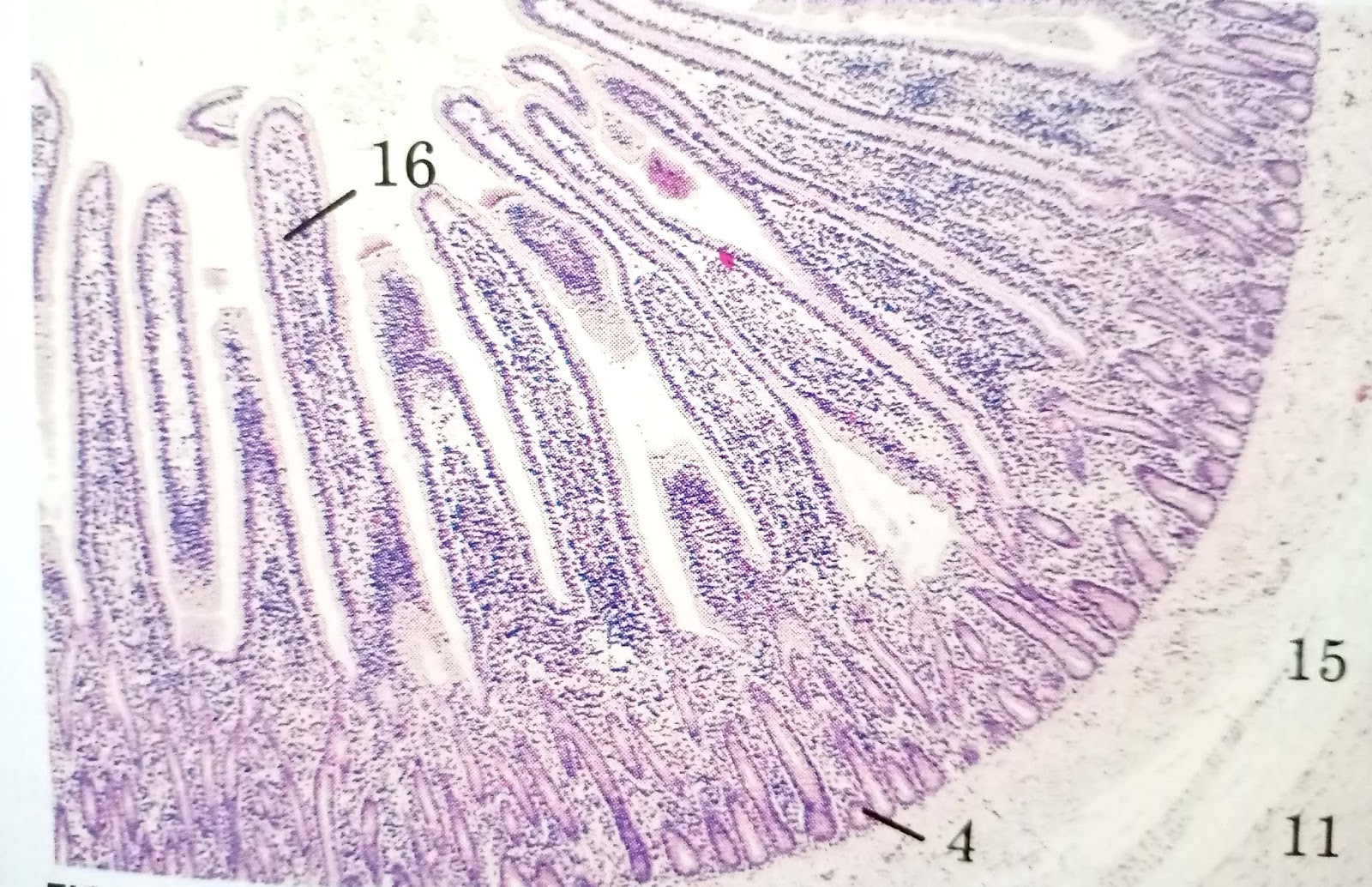 Digestive System | Histology | Anjani Mishra