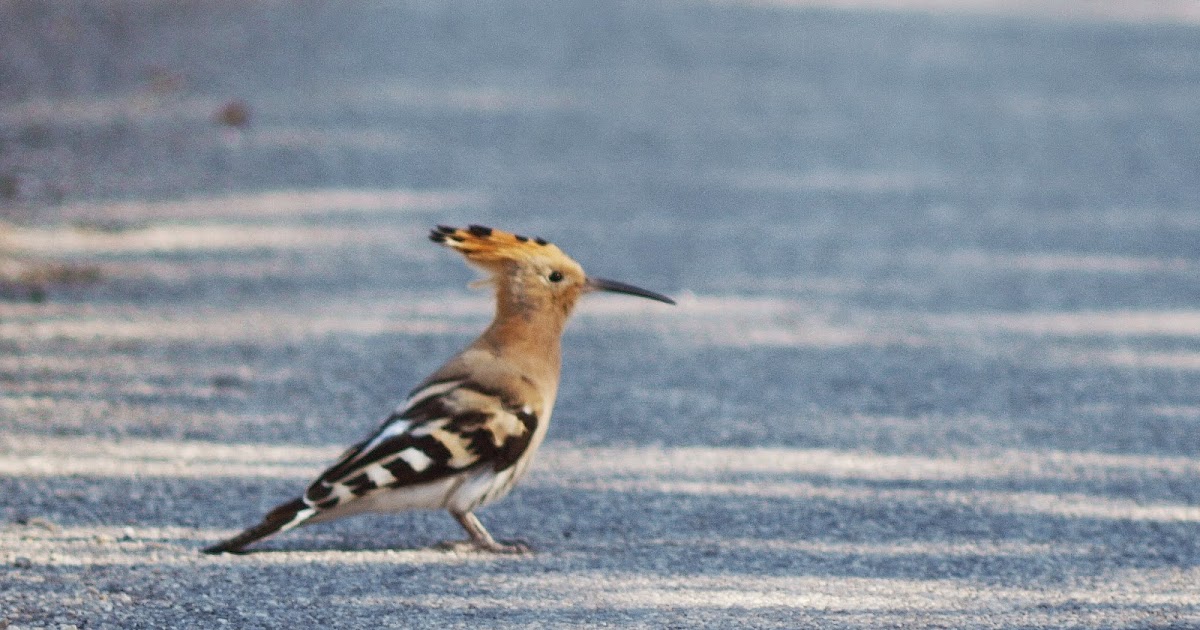 EL PLUMIER DE LA LOLA: OBSERVEM ELS OCELLS