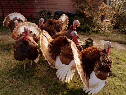 Understanding Heritage Turkey Breeds