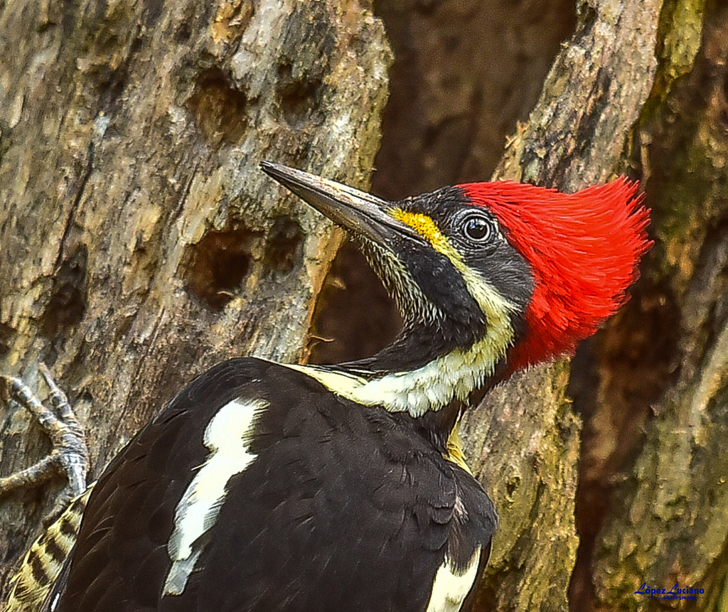 Criptozoología en España: ¿Encuentro real con un carpintero o ...