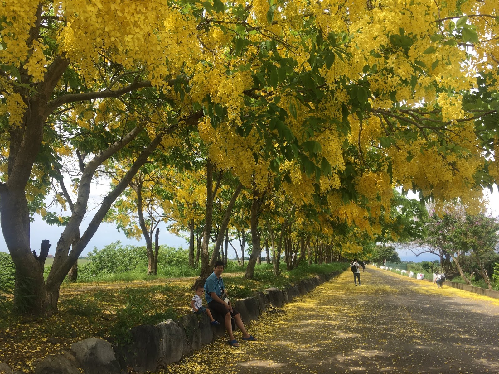 Tainan Travel: Golden Shower Trees - My Life Abroad