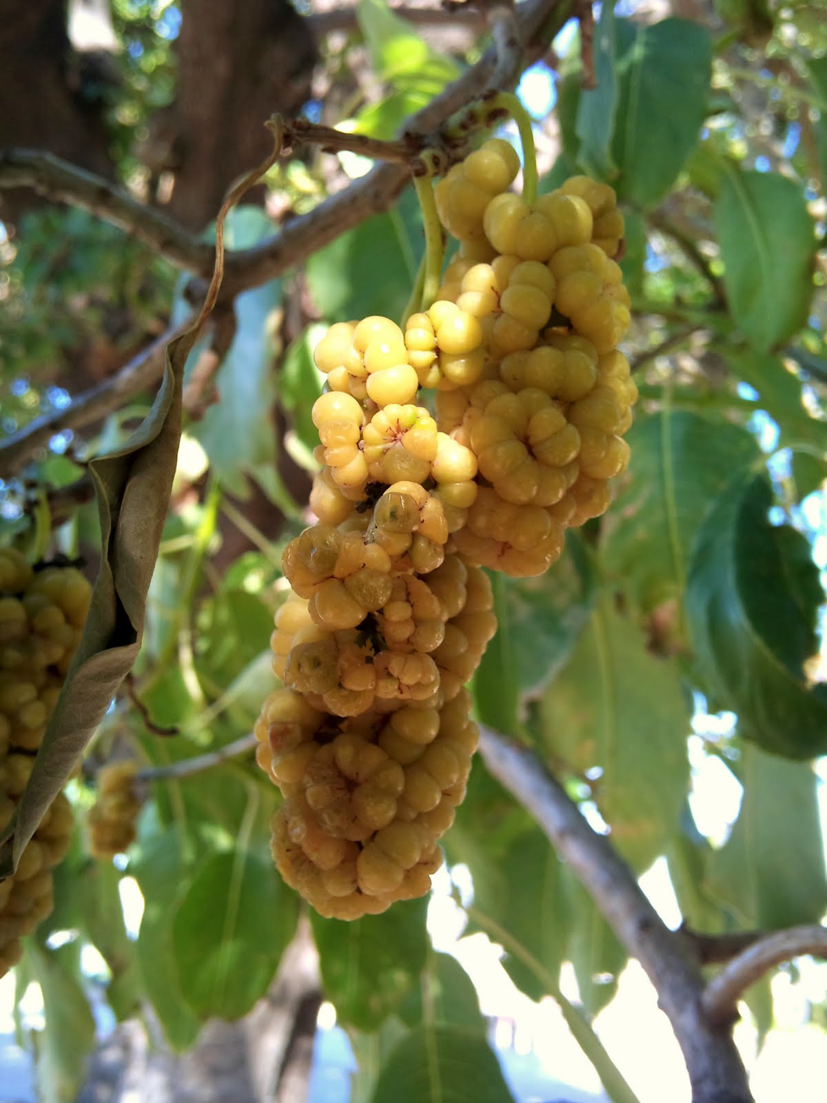 Árboles con alma: Ombú. Bella sombra. (Phytolacca dioica)