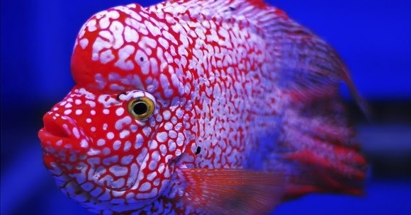 Mania de Aquário: Red Texas