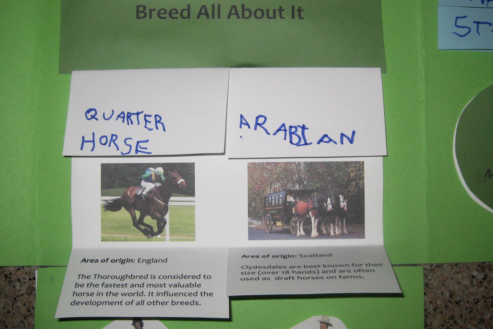 Homeschooling in Heels: All About Horses Lapbook