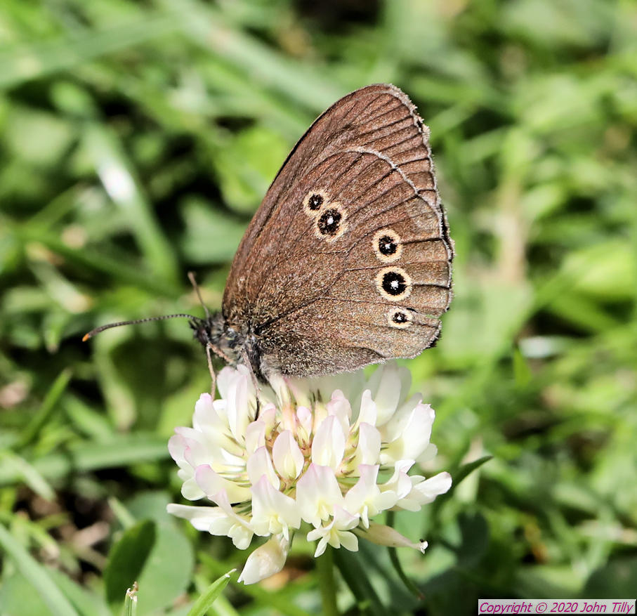 Northamptonshire Birding: Common Tern