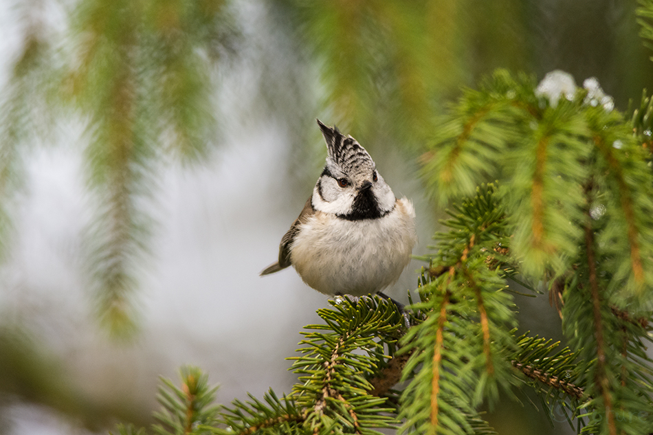 Foture: Tutt-tihane, Lophophanes cristatus