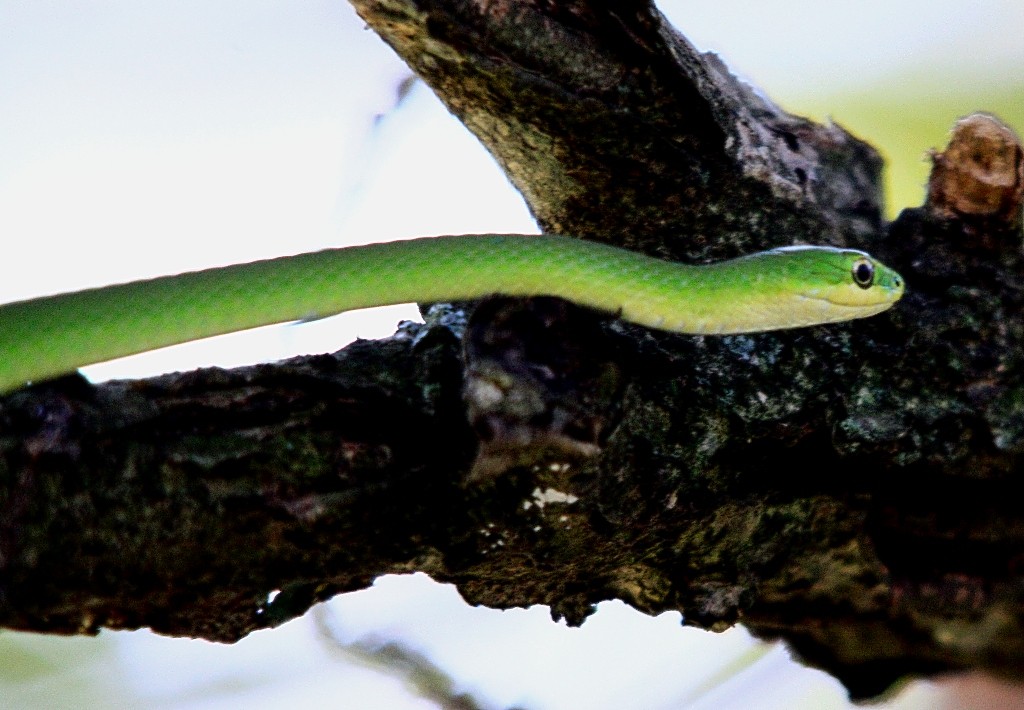 Gary's Outdoor Wanderings2: THE LITTLE GREEN SNAKE