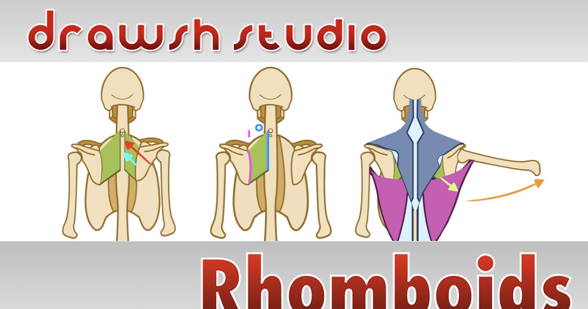 Drawsh: The Rhomboid Muscles