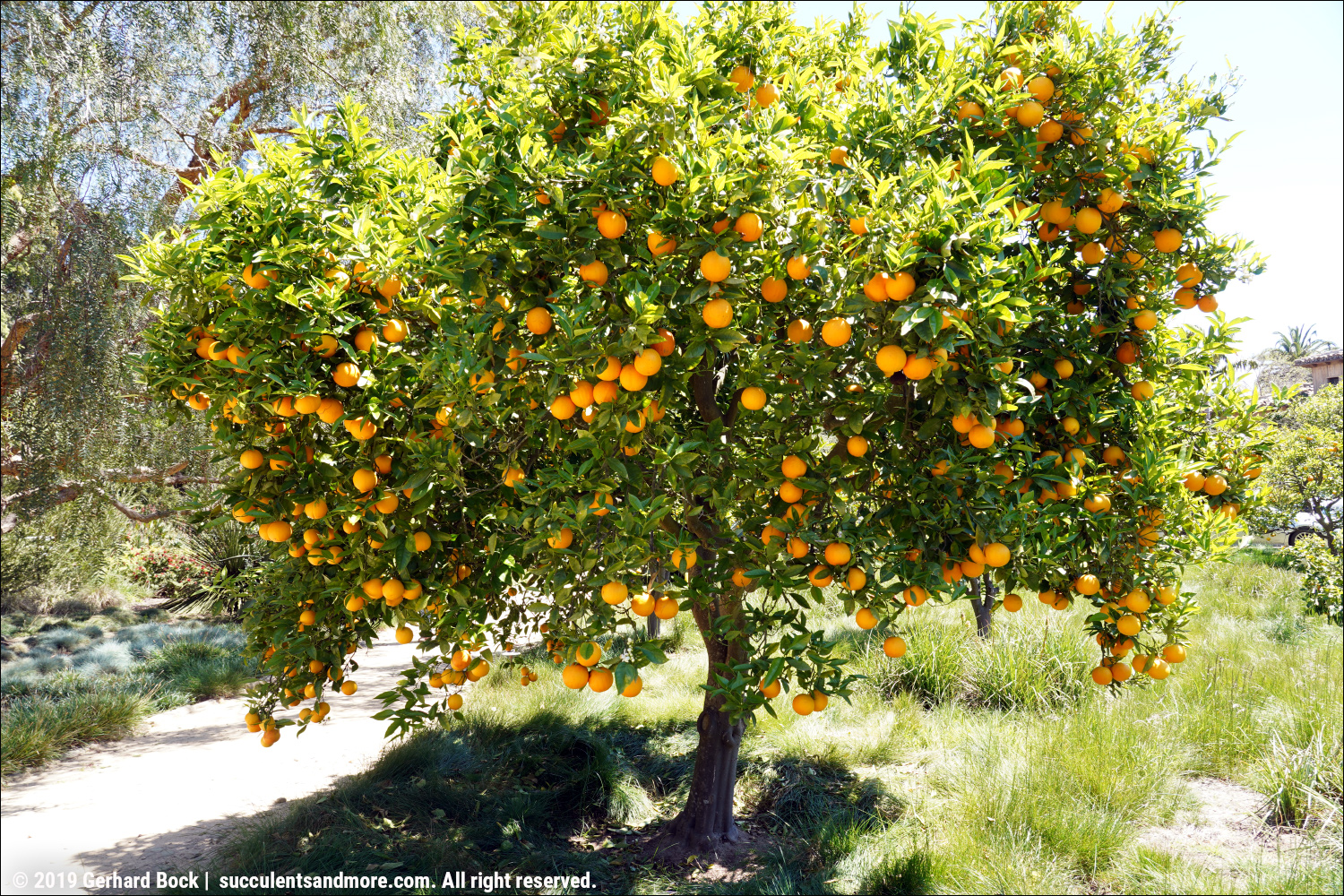10-acre Montecito estate garden near Lotusland