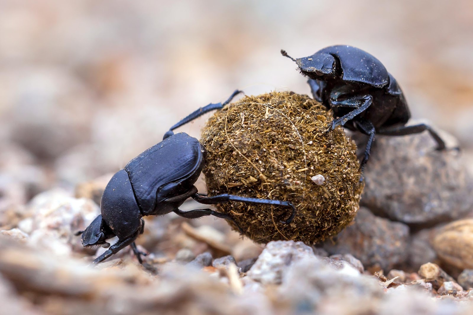 Lost in the Bozone: Dung Beetles Lost in the Bozone: Dung Beetles
