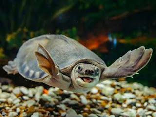 Cara Merawat Kura-kura Labi-labi Moncong Babi (Monbi) - Kuranesia