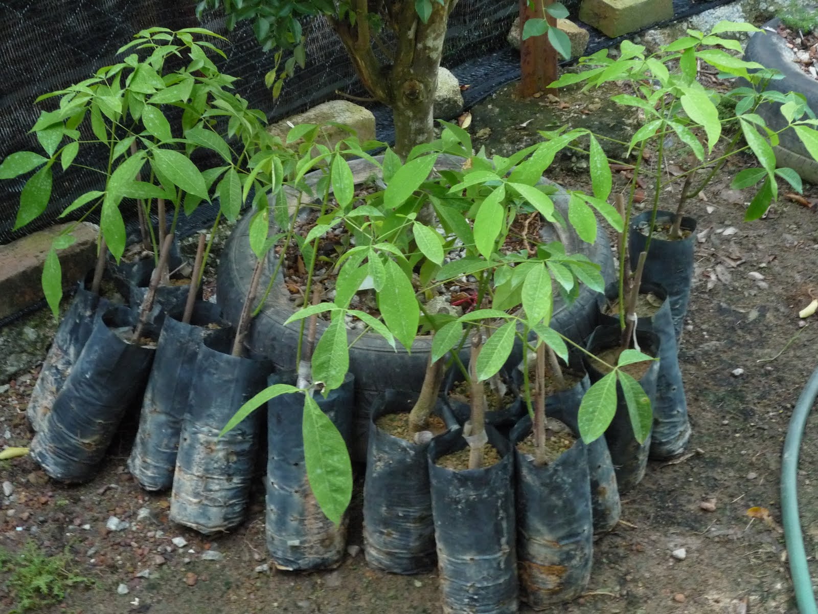 Hidup Yang KetentuanNYA: Projek Pokok Getah