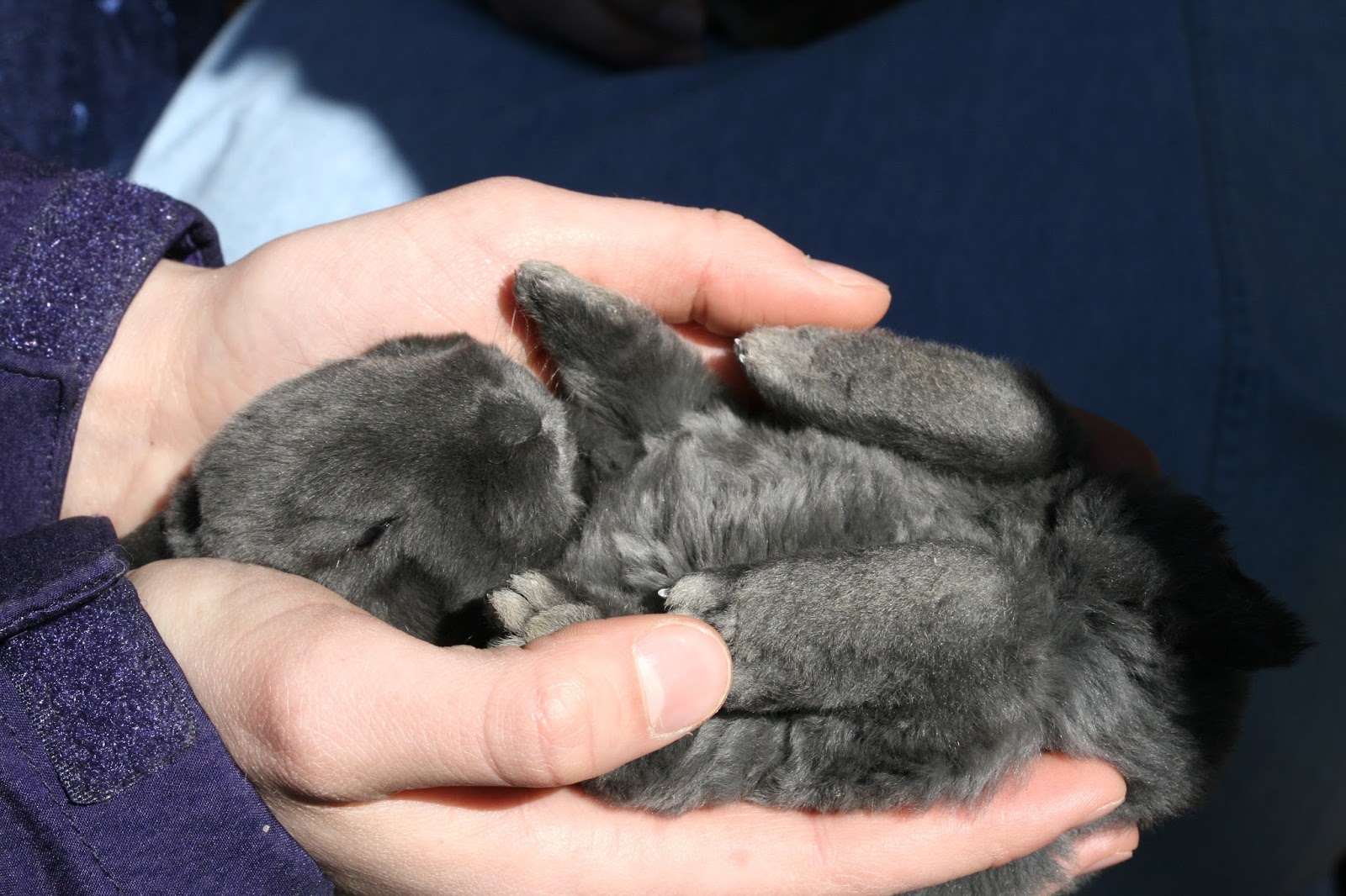 Clever Bunnies: Five Fat Fluffy Fur balls :)